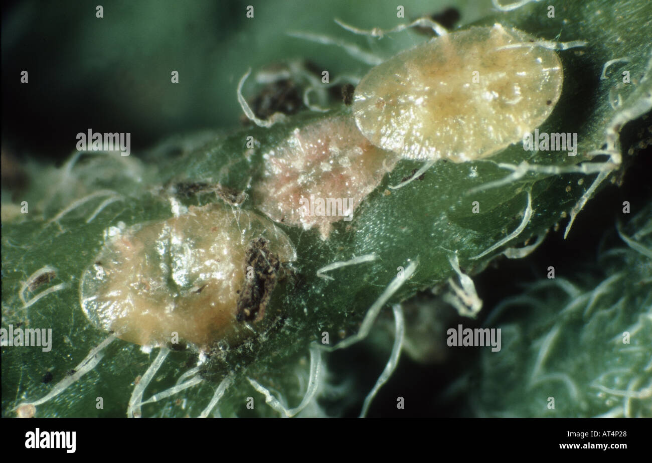 Soft Brown Scale Insect Coccus High Resolution Stock Photography and ...
