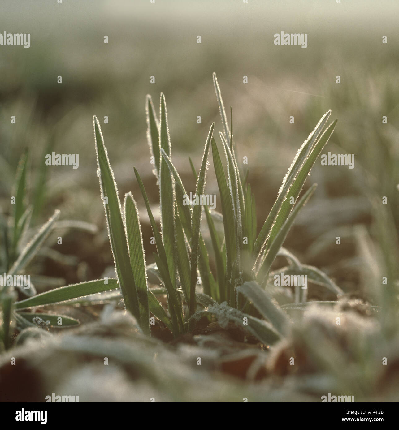 Seedling barley plants with frost covering on a winter morning Stock ...