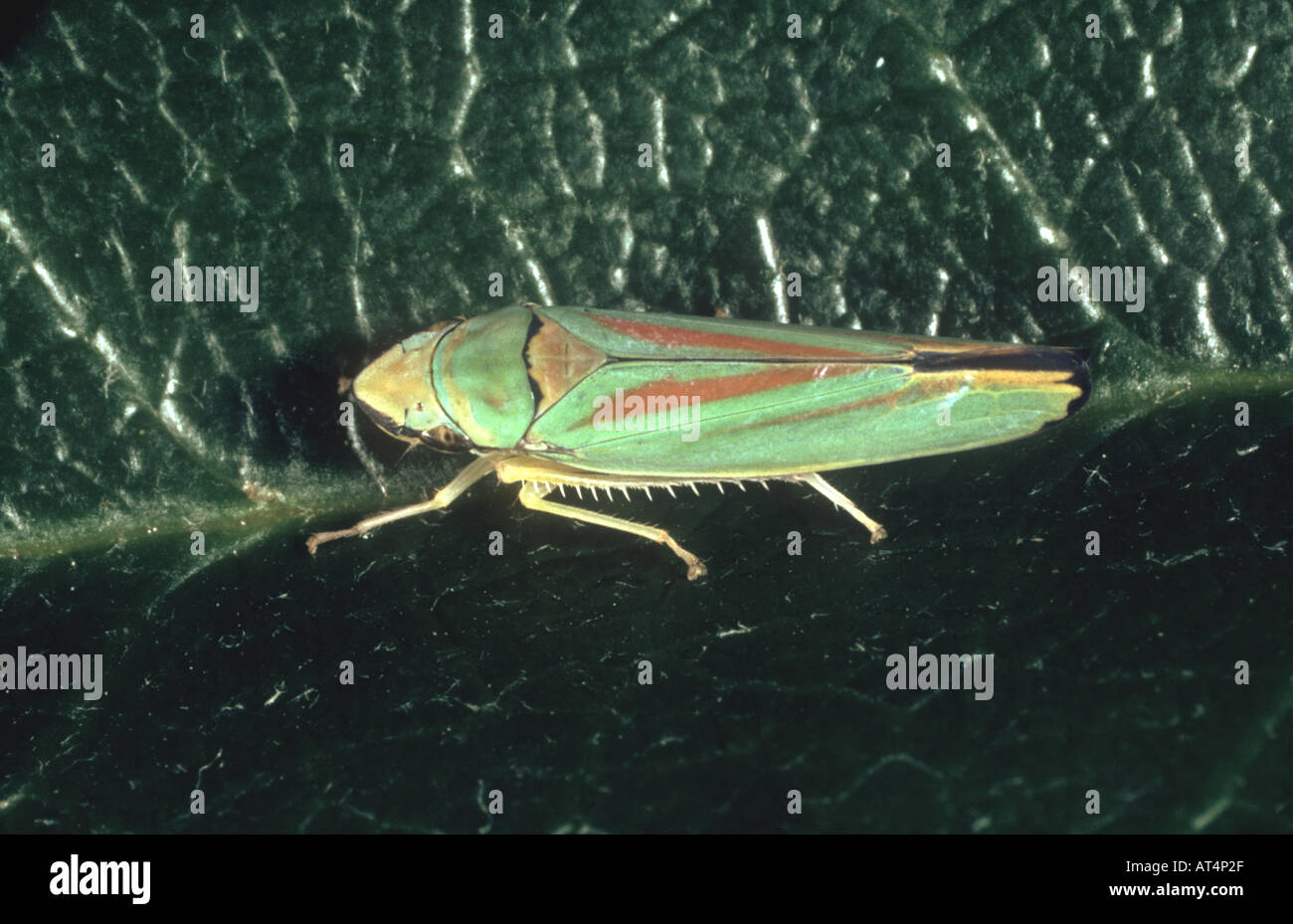 Rhododendron leafhopper Graphocephala fennahi colourful adult on a ...