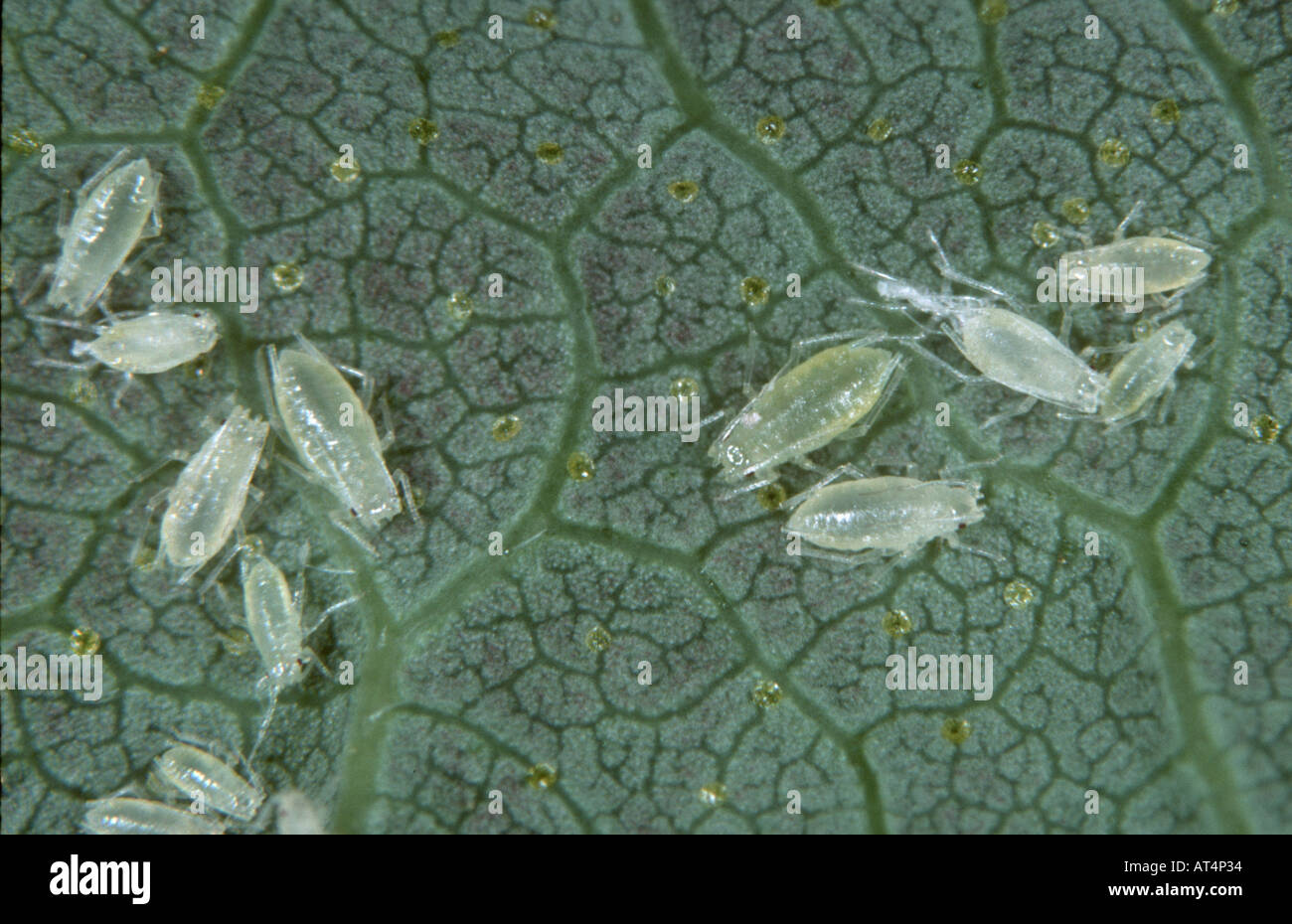 Phorodon hi-res stock photography and images - Alamy