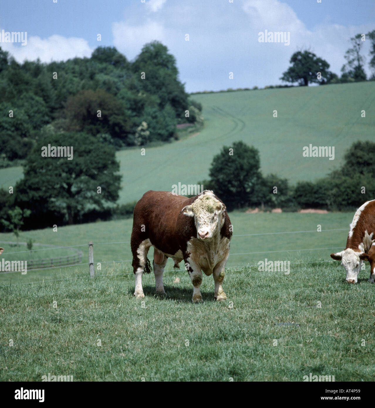 Fierce bull hi-res stock photography and images - Alamy