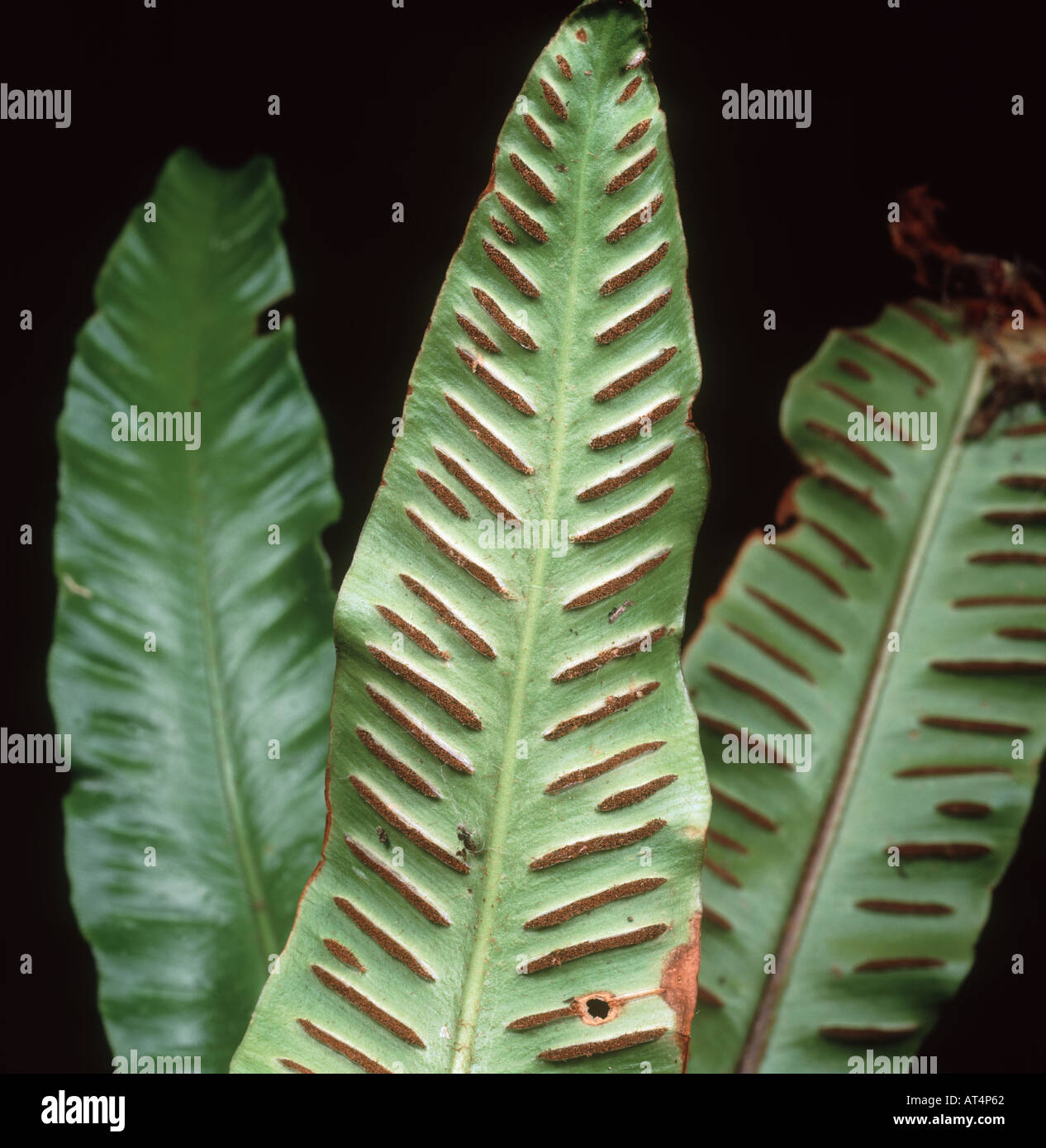 Harts tongue fern Asplenium scolopendrium sori spores on fern frond ...