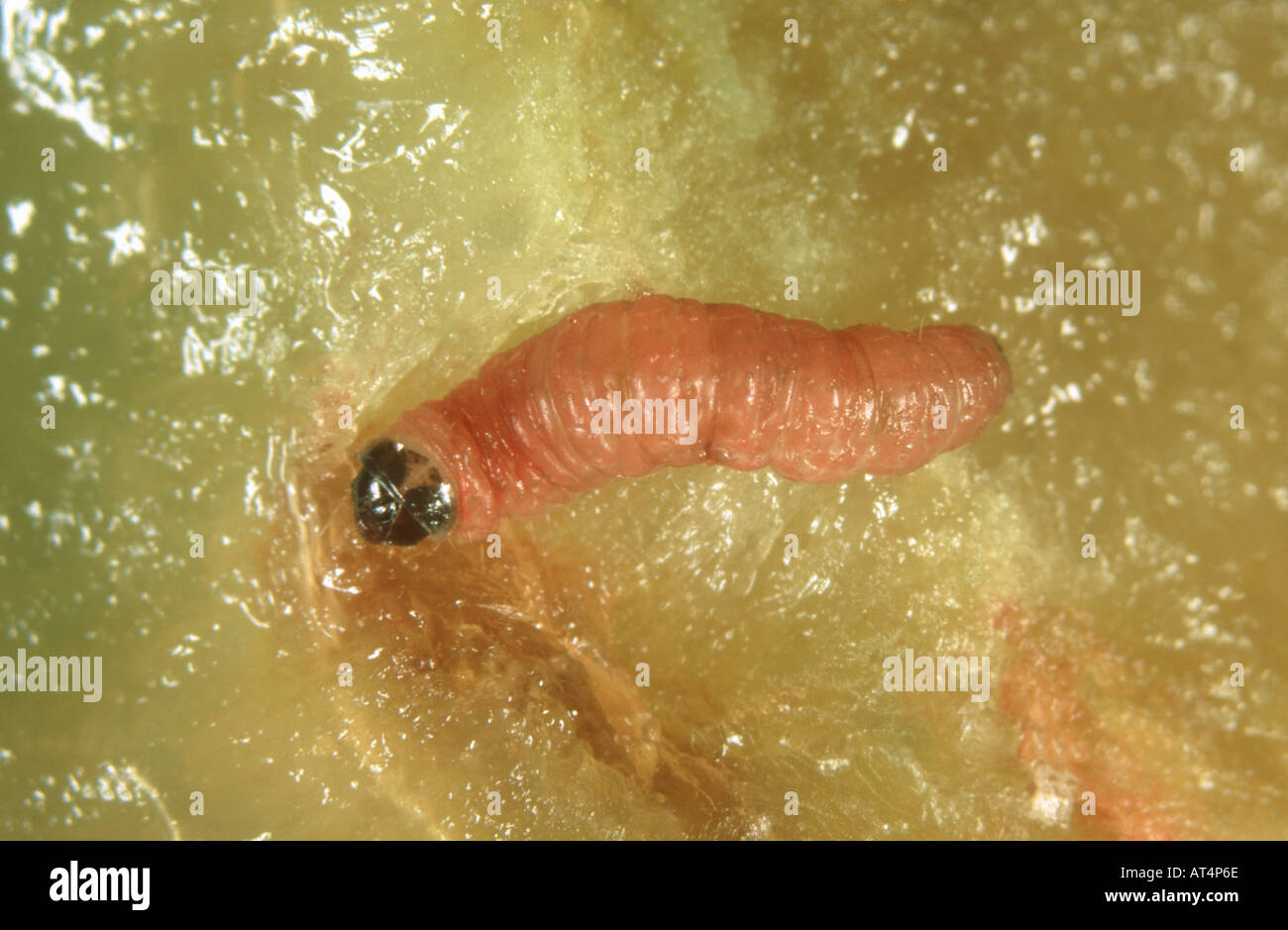 Red plum maggot Grapholita funebrana caterpillar in plum fruit Stock ...