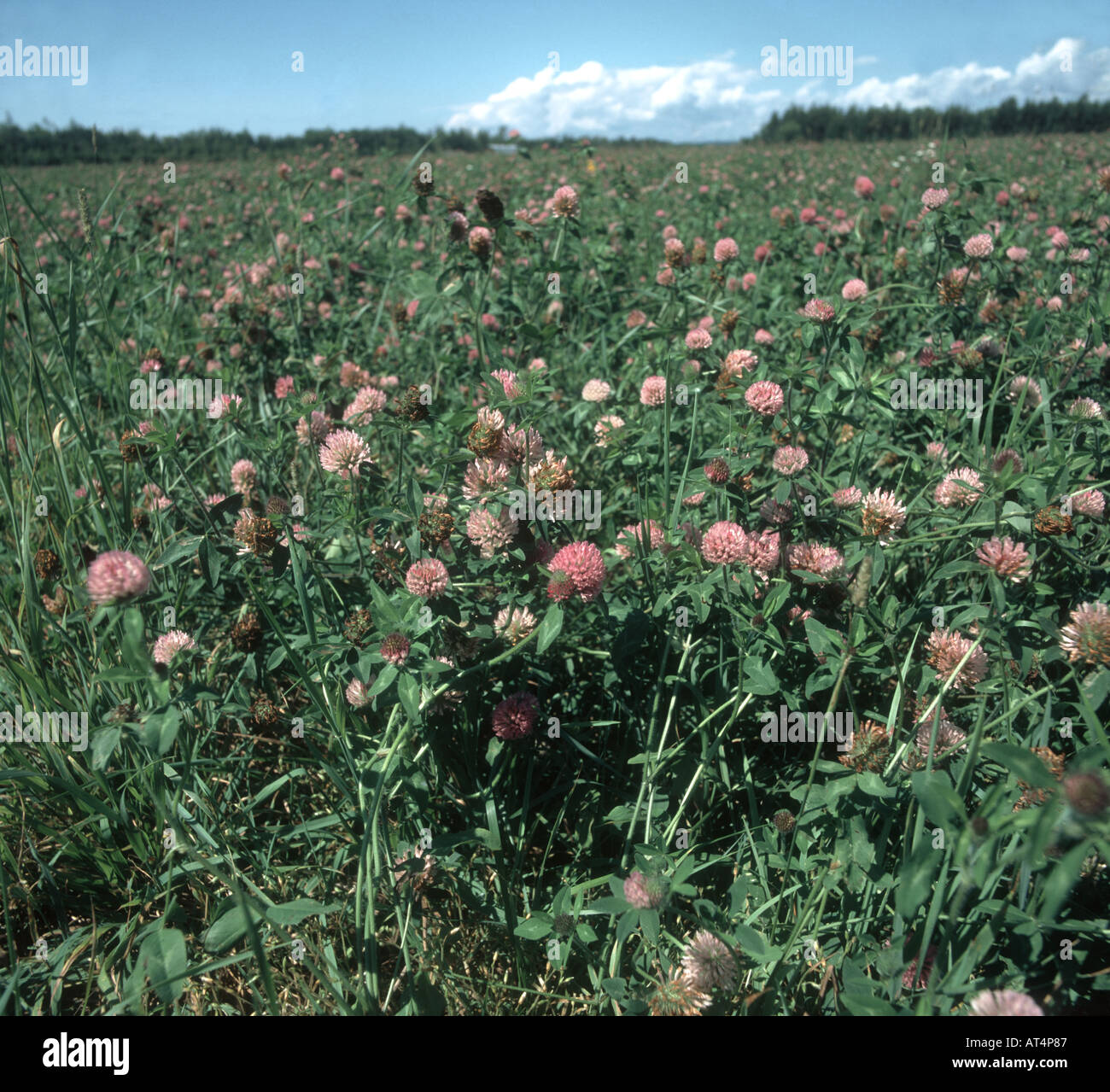 Red clover Trifolium pratense fodder crop in flower Canada Stock Photo ...