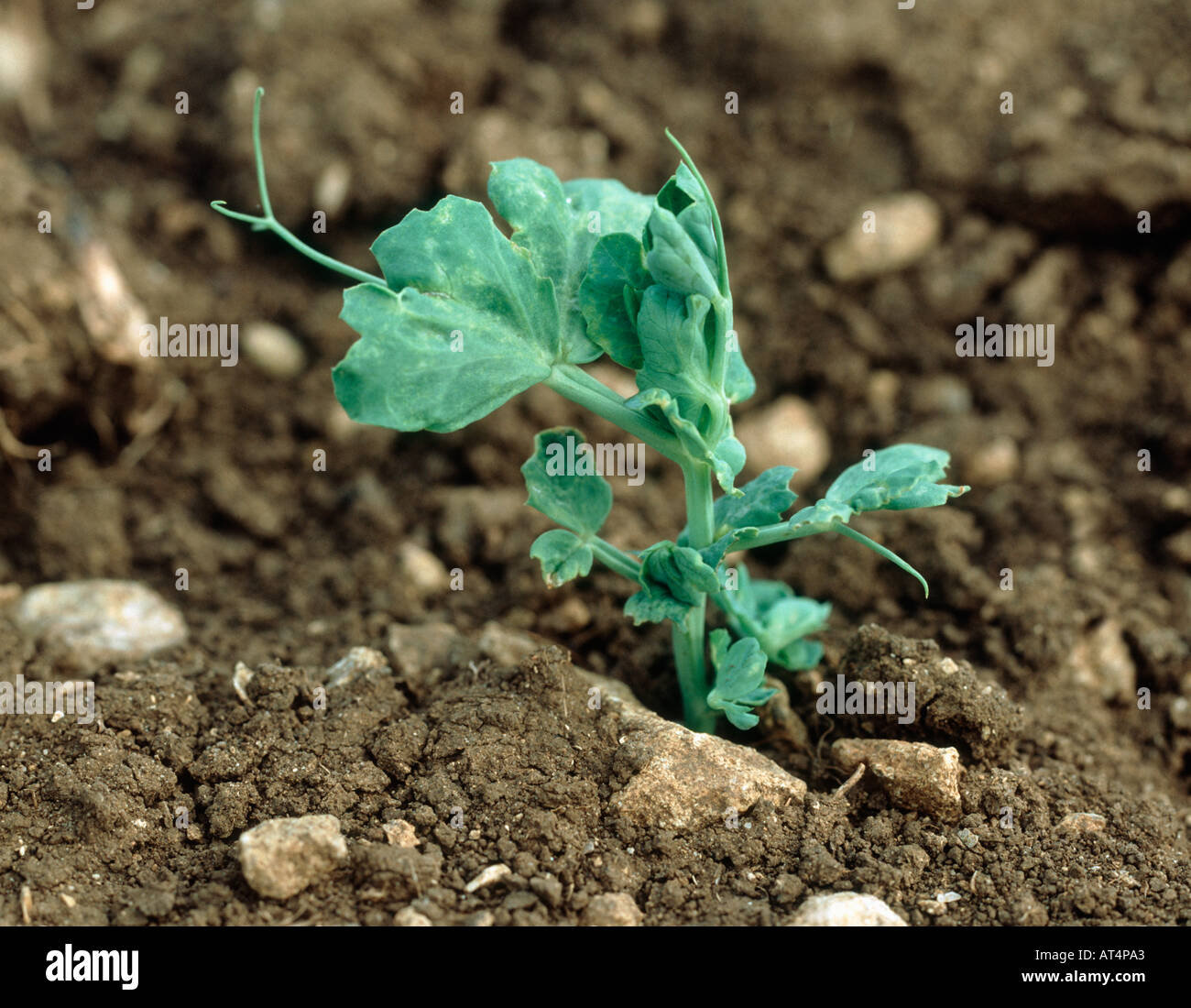 Cabbage thrips Thrips angusticeps damage to pea seedling Stock Photo ...