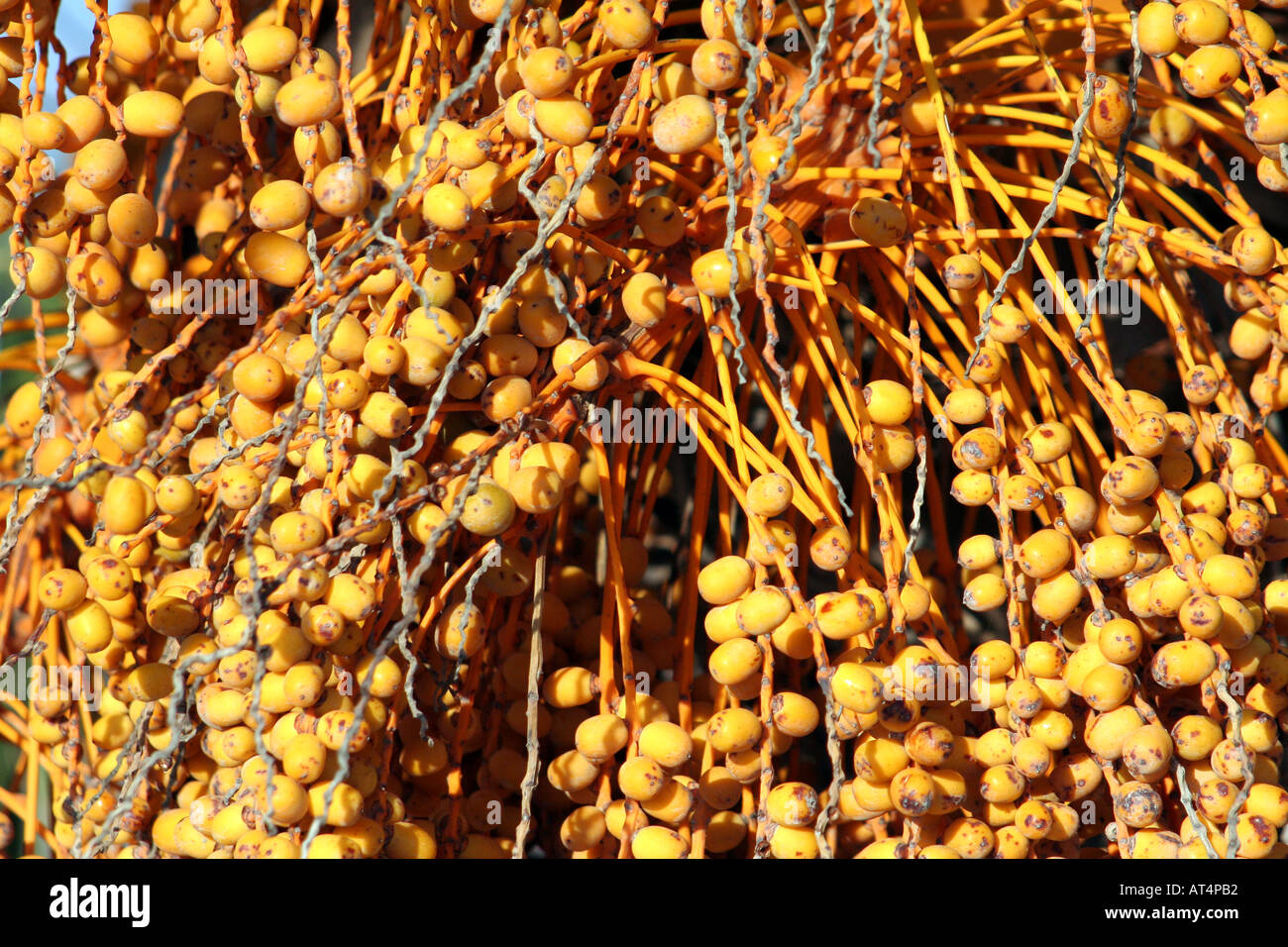 Grape of yellow dates on a palm tree (Phoenix dactylifera Stock Photo ...