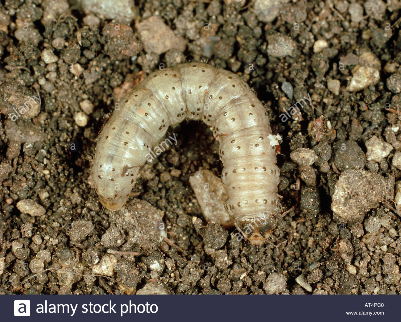 Cutworm Larva Stock Photos & Cutworm Larva Stock Images - Alamy