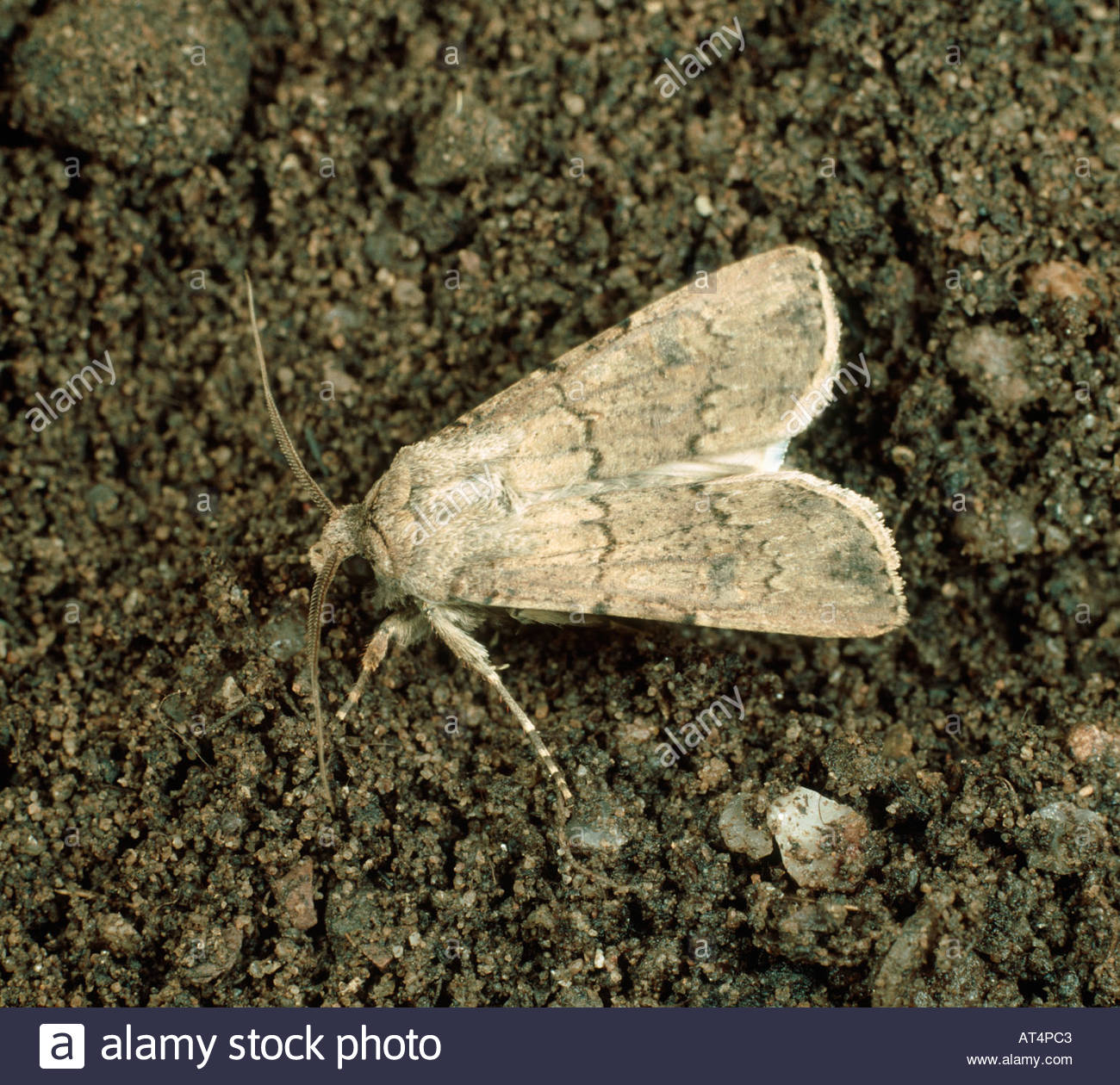 Agrotis Segetum High Resolution Stock Photography and Images - Alamy
