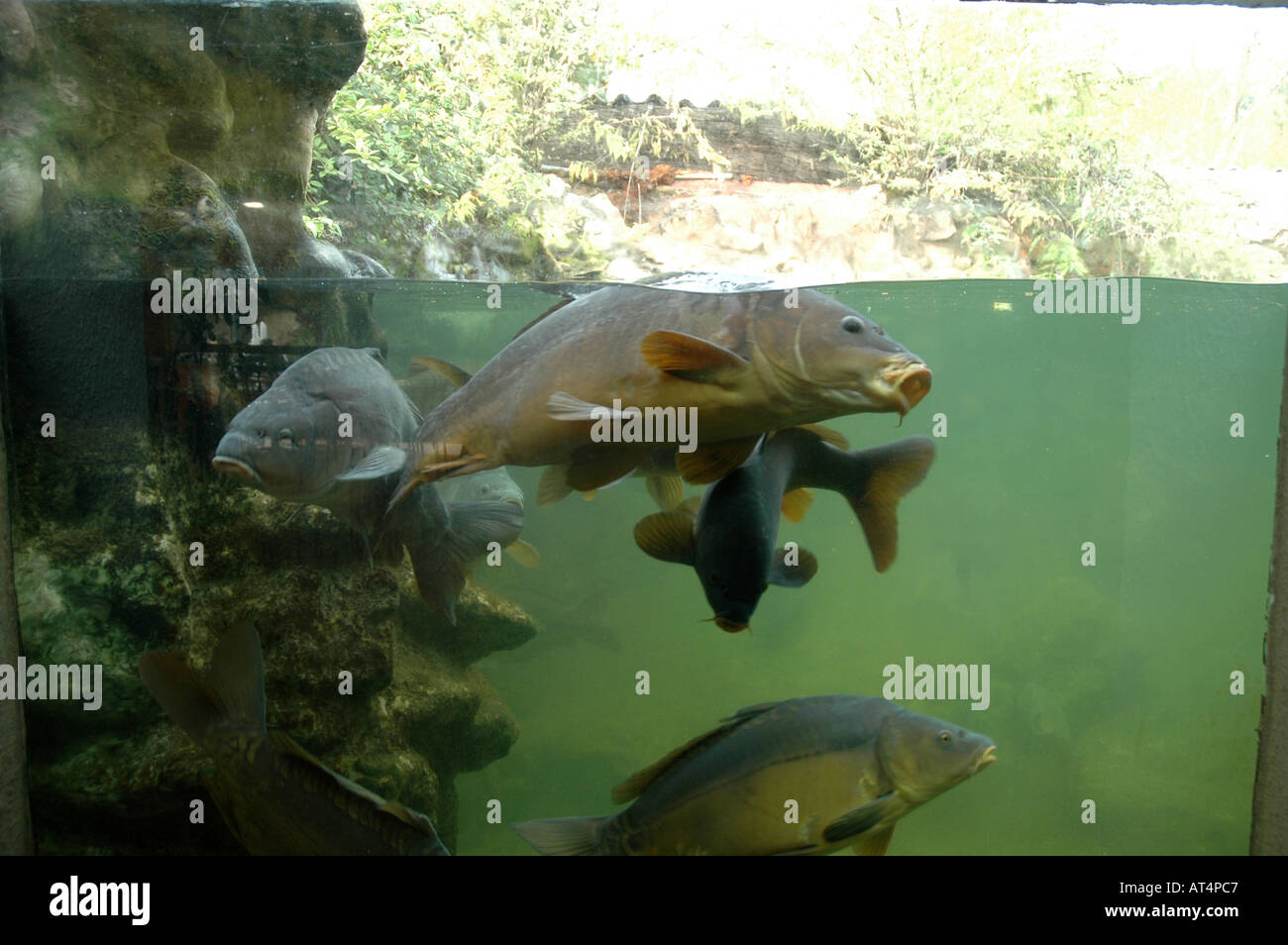 Fish breaking the surface Stock Photo - Alamy