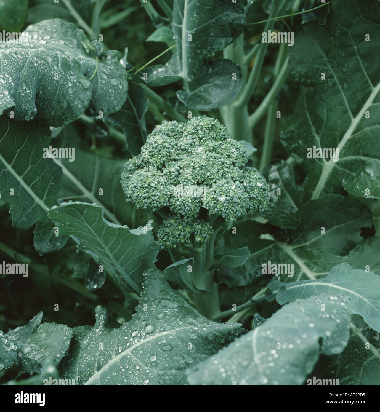 A calabrese or broccoli head Brassica oleracea after rain but ready for ...