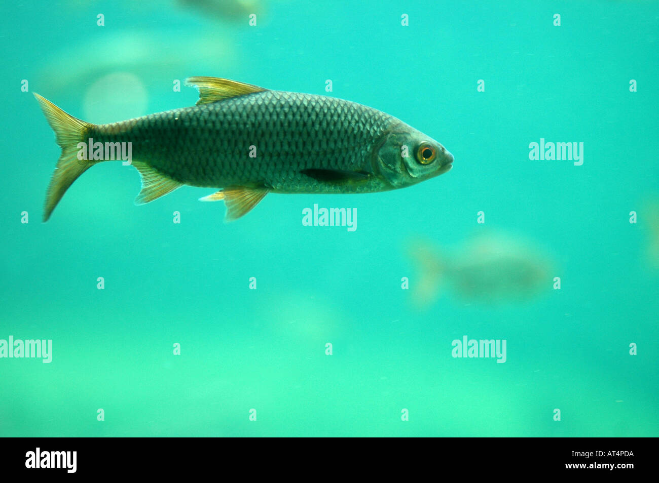 Sideways fish hi-res stock photography and images - Alamy