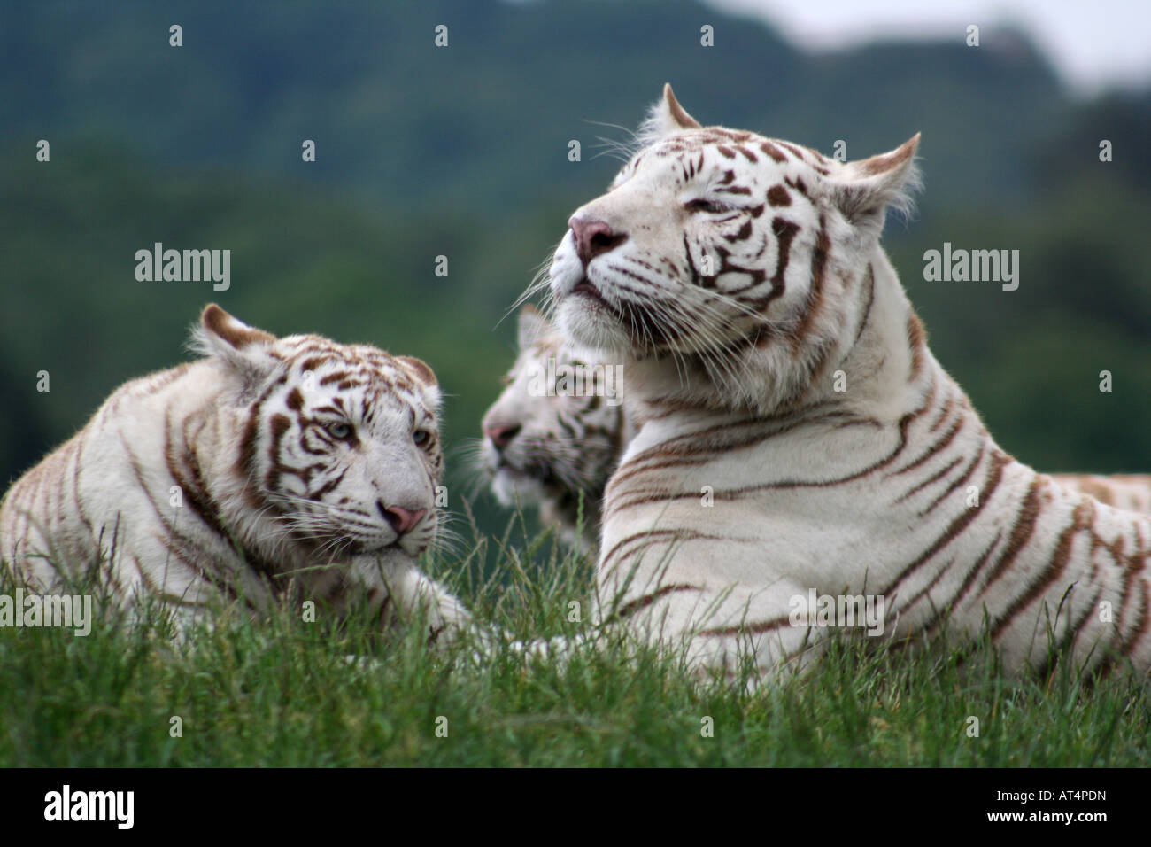 White tigers in Kidderminster Safari park, England Stock Photo - Alamy
