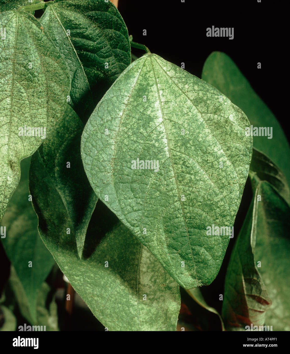 Two spotted spider mite Tetranychus urticae damage to green bean leaf ...