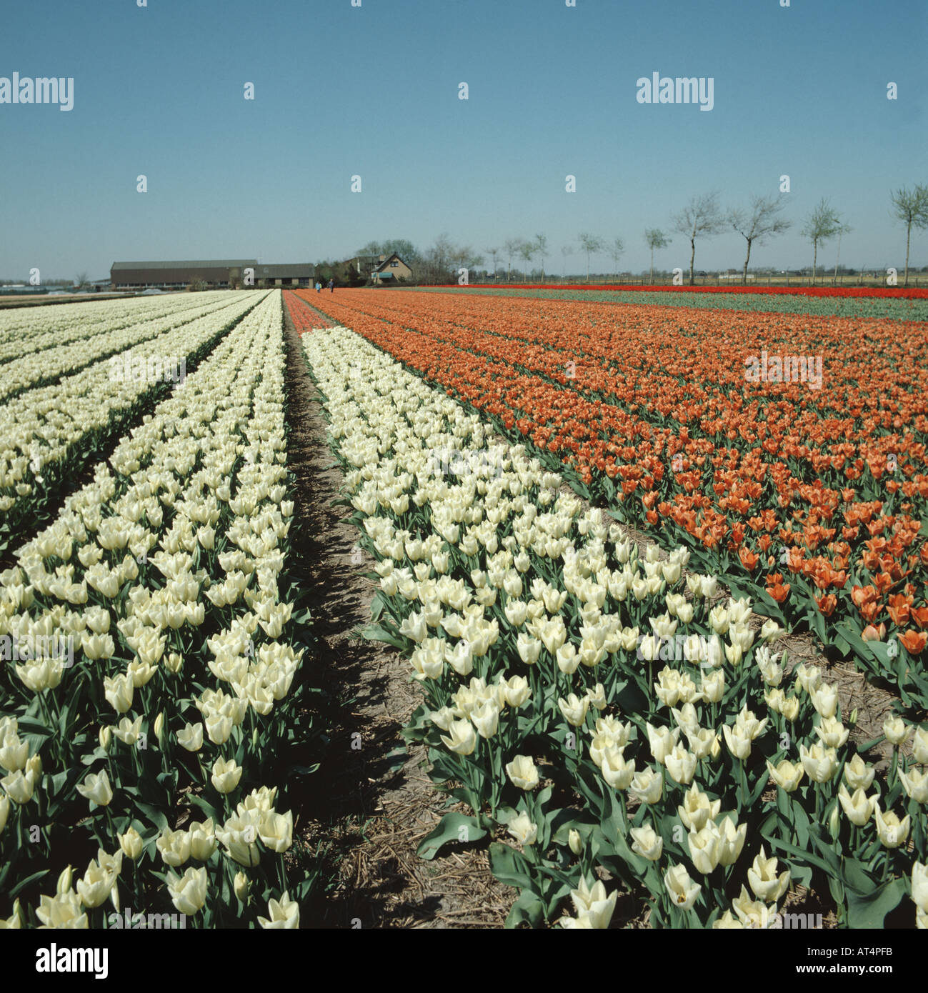 Dutch field hi-res stock photography and images - Alamy