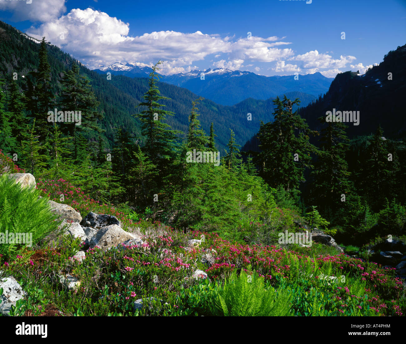 High mountain alpine flower hi-res stock photography and images - Alamy