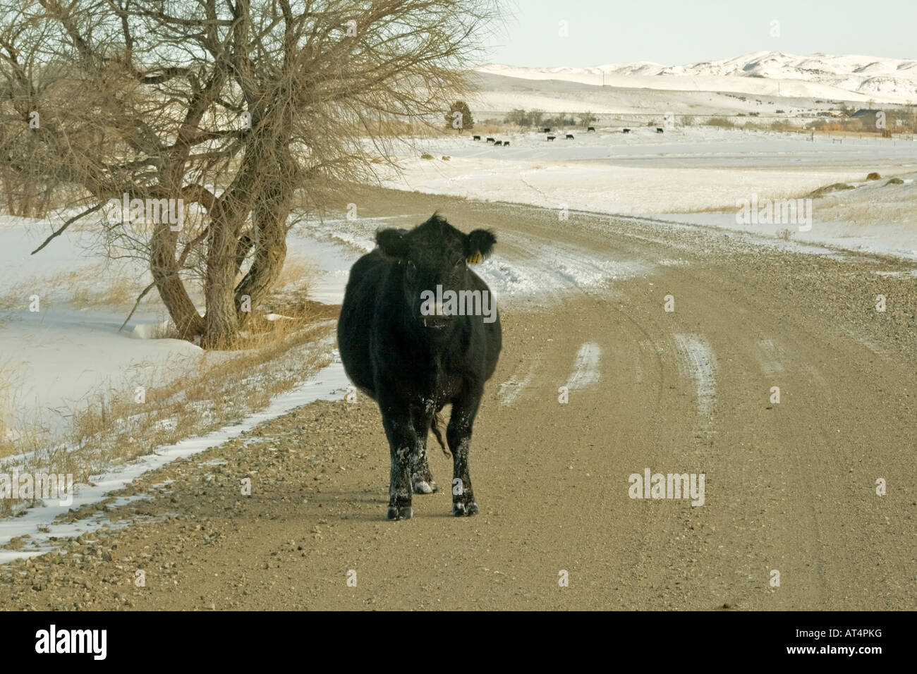 Black Angus cow standing on a country road in the winter Stock Photo ...