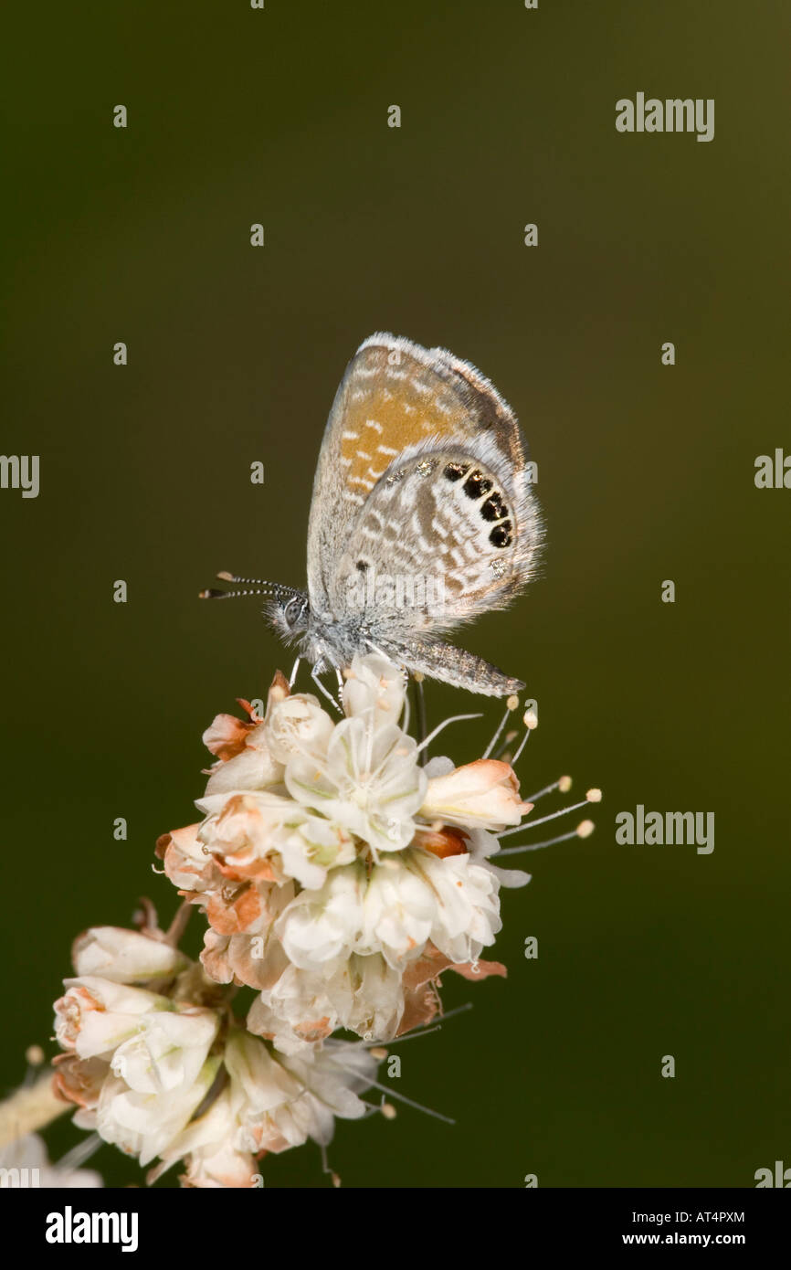 Pygmy blue butterfly hi-res stock photography and images - Alamy