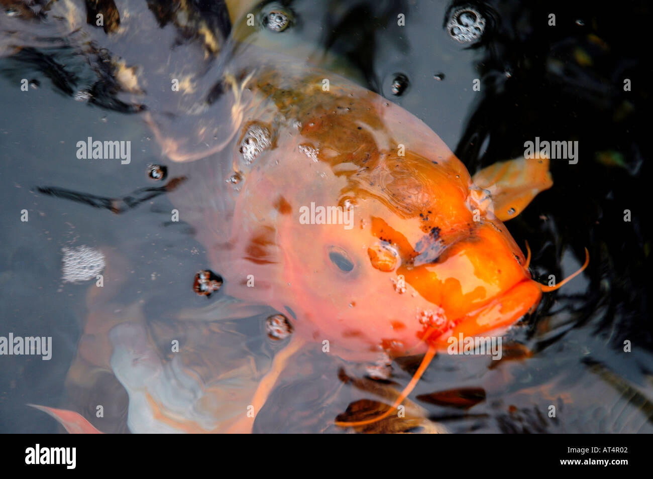 Fish coming to surface Stock Photo - Alamy