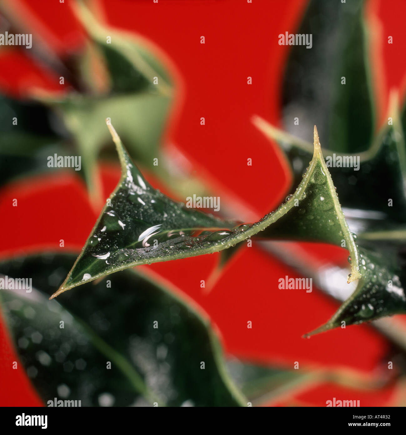 Holly leaf hi-res stock photography and images - Alamy