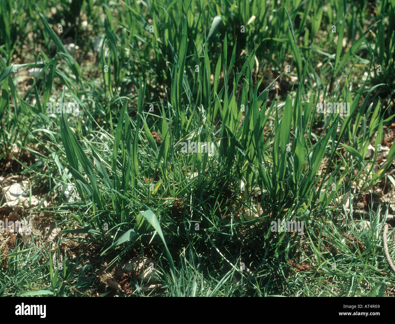 Blackgrass Alopecurus myosuroides young plants establishing in a winter ...