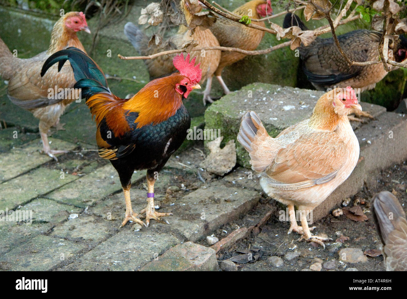 Bantam Cock Cockerel Hen old English plumage bird Stock Photo - Alamy