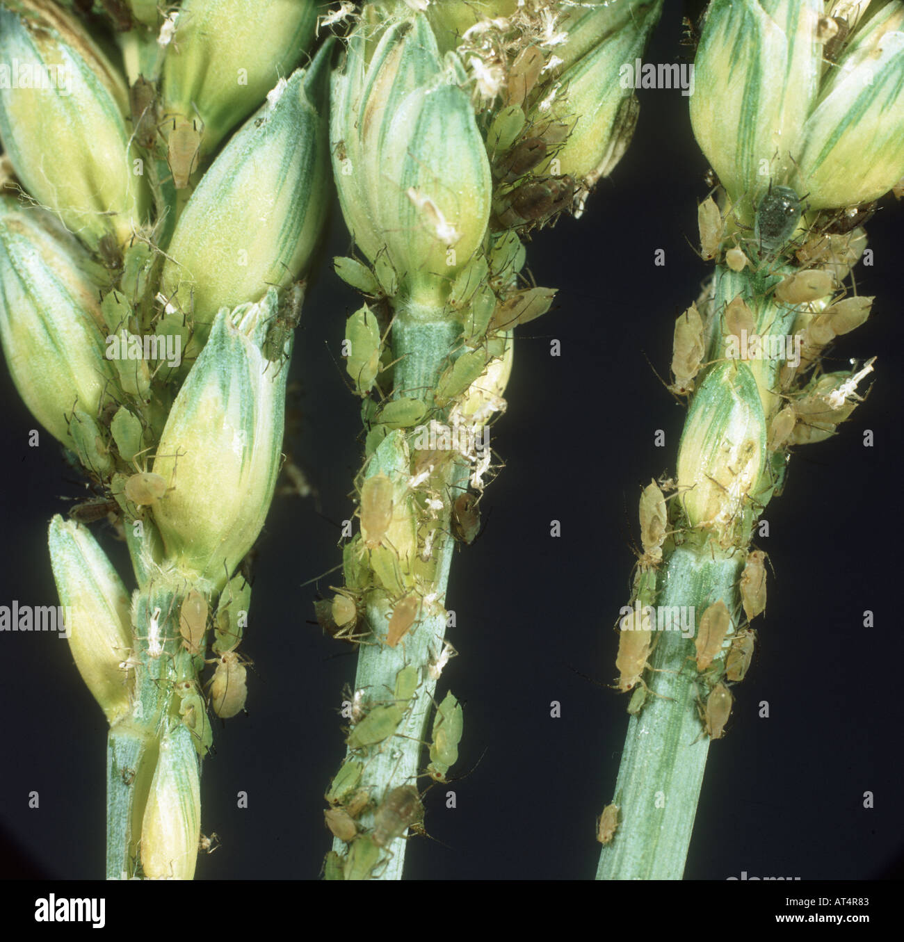 Grain aphid Sitobion avenae infestation among the grain on wheat ears ...