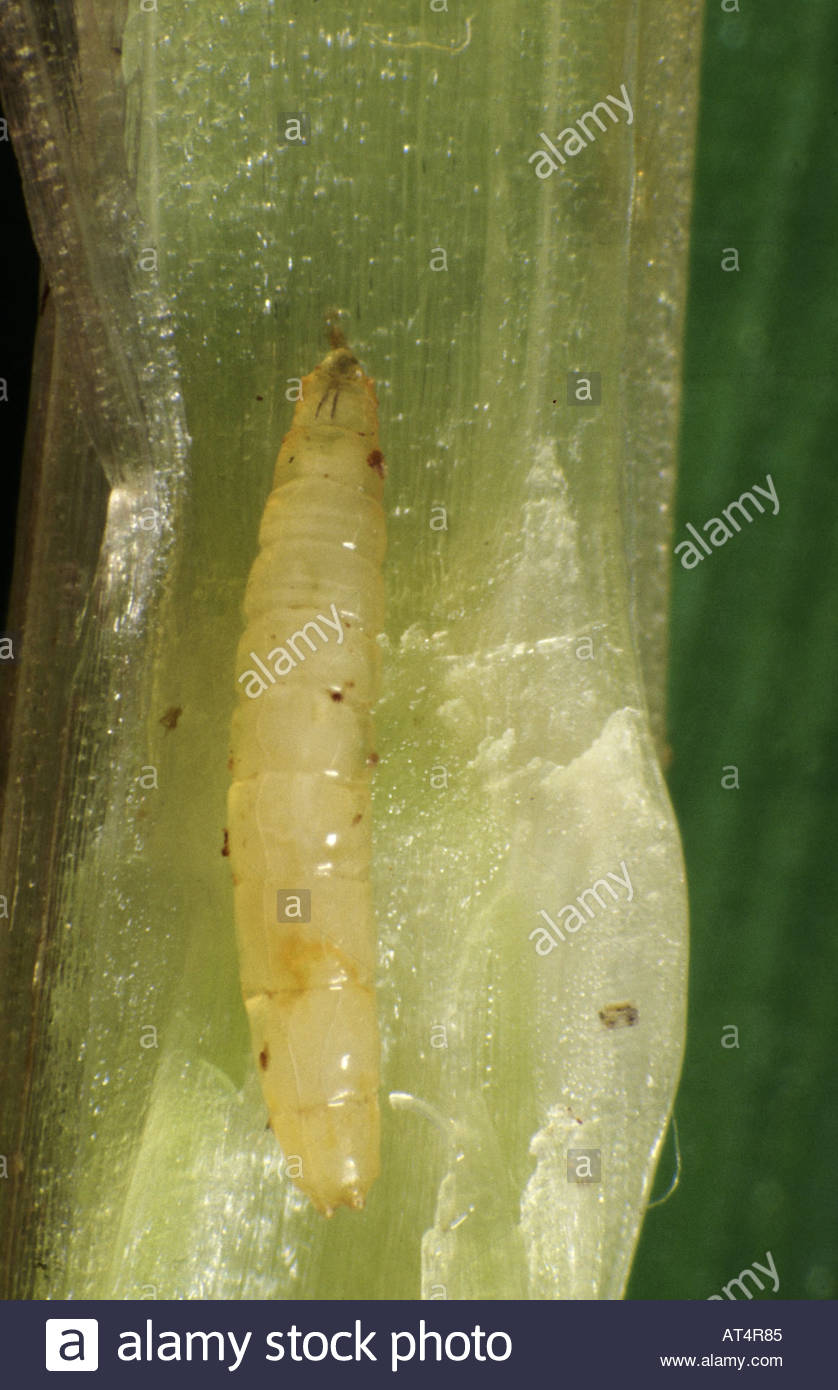 Frit Stock Photos & Frit Stock Images - Alamy