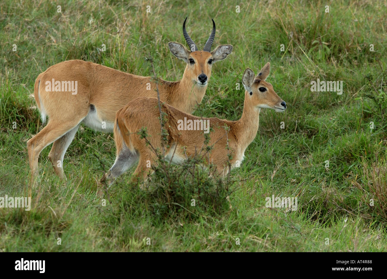 Southern Reedbuck Redunca arundinum breeding pair Masaii Mara Kenya ...