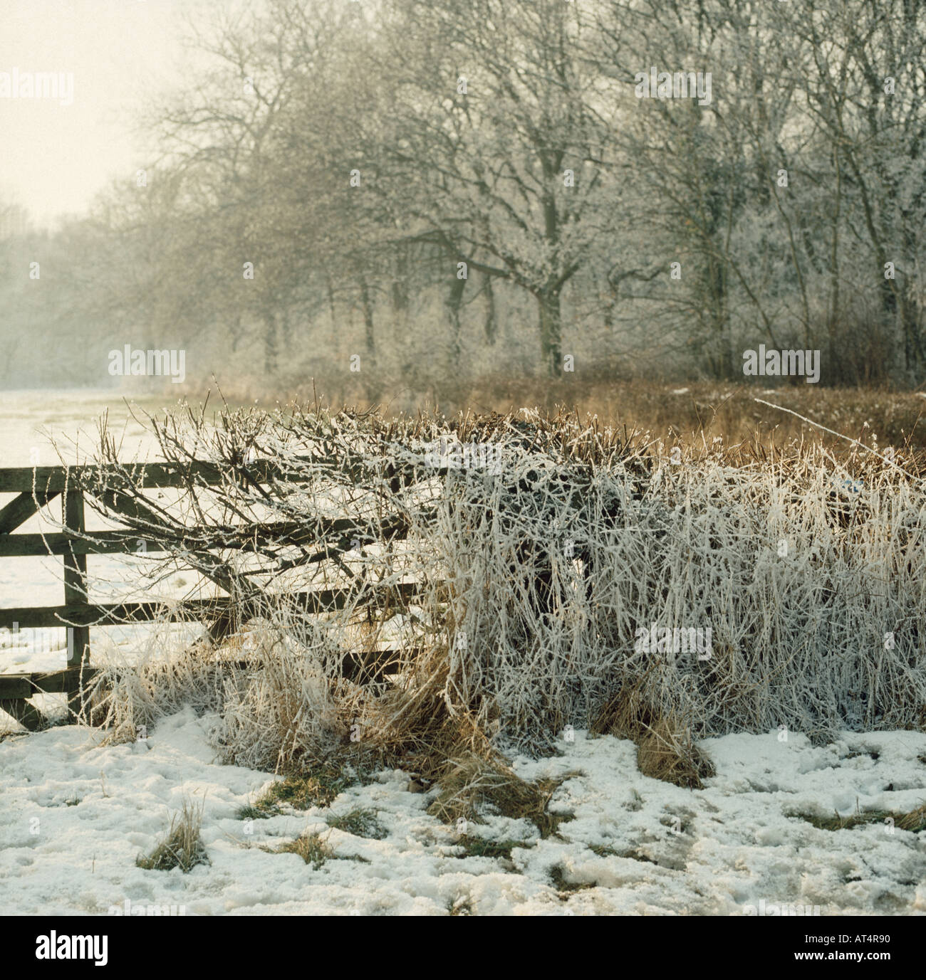 Frost covered gate hi-res stock photography and images - Alamy