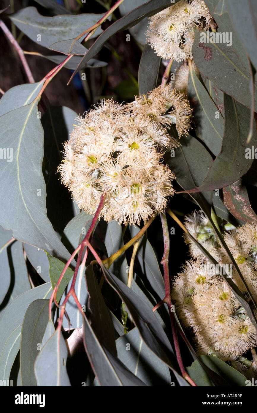 Mallee trees hi-res stock photography and images - Alamy