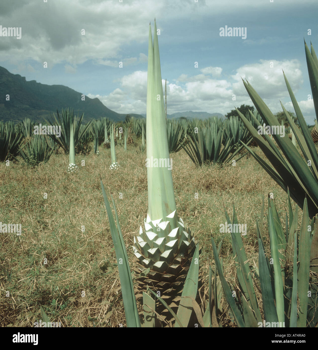 Rope of sisal plant hi-res stock photography and images - Alamy