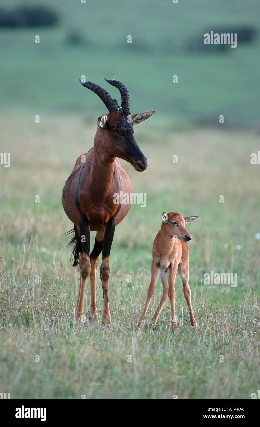 Newborn topi hi-res stock photography and images - Alamy