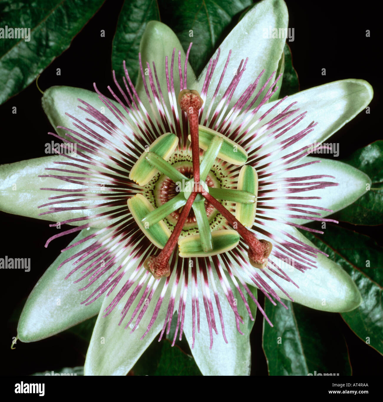 Passiflora passiflora hi-res stock photography and images - Alamy