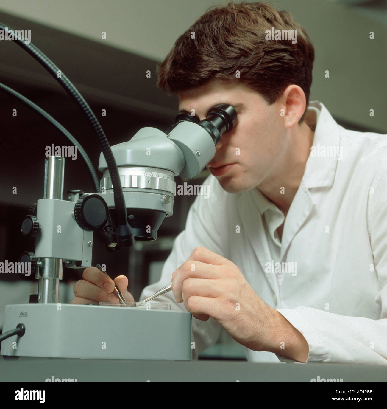 Researcher studying through low power binocular microscope in ...