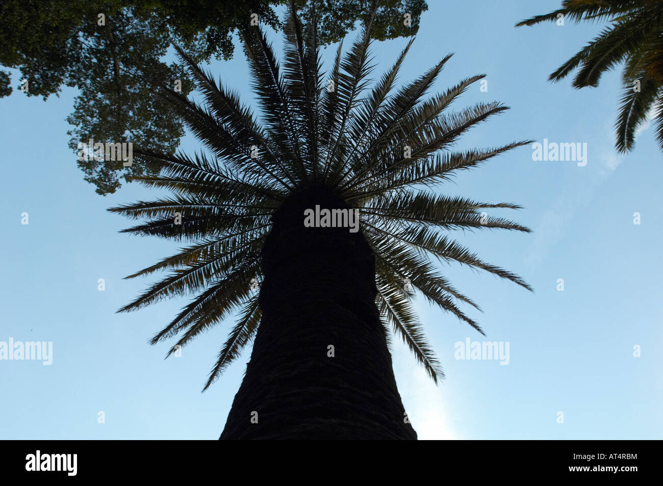 Palmm hi-res stock photography and images - Alamy