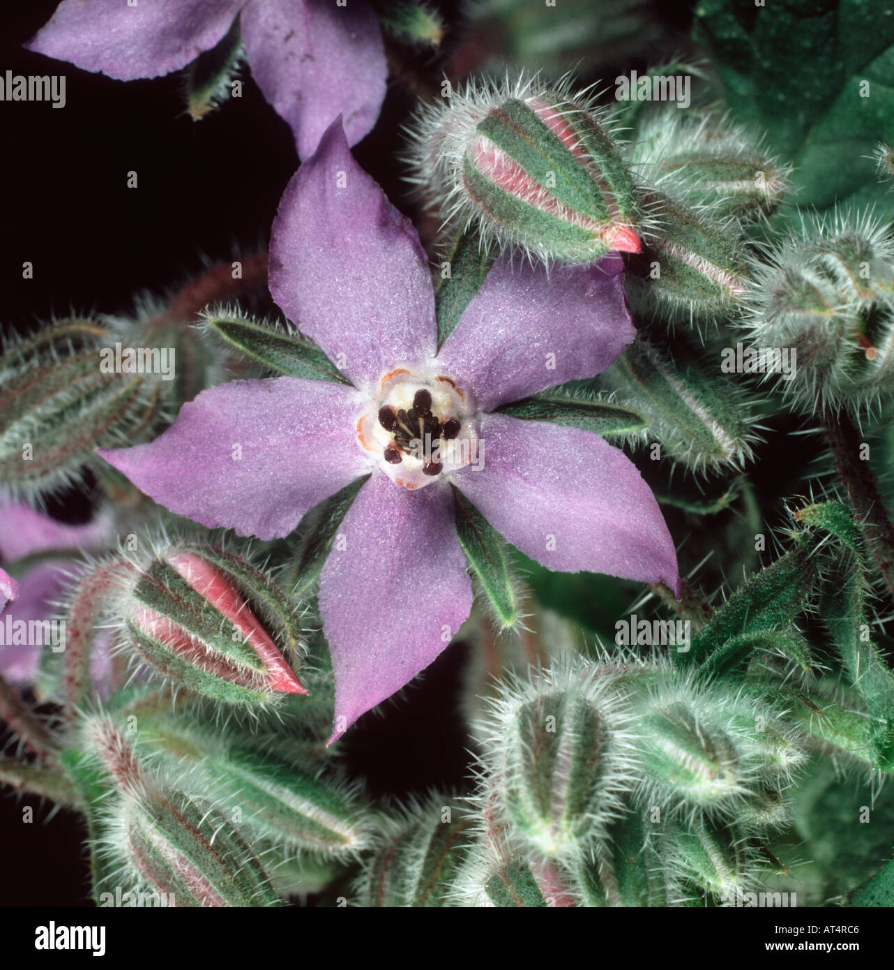 Officinalis flower hi-res stock photography and images - Alamy