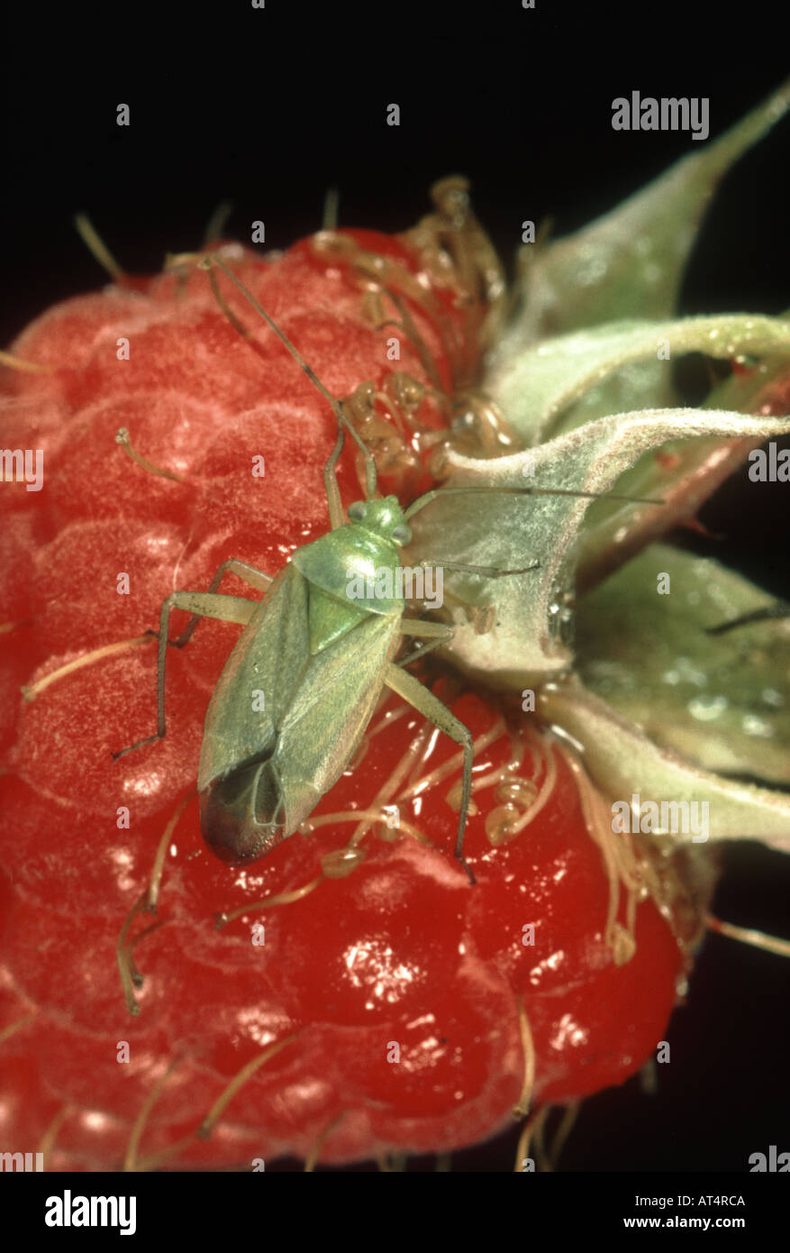 Common green capsid Lygocoris pabulinus raspberry fruit Stock Photo - Alamy