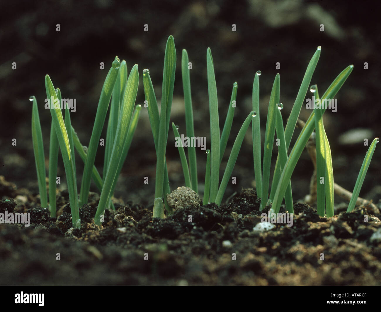 Barley seedlings hi-res stock photography and images - Alamy