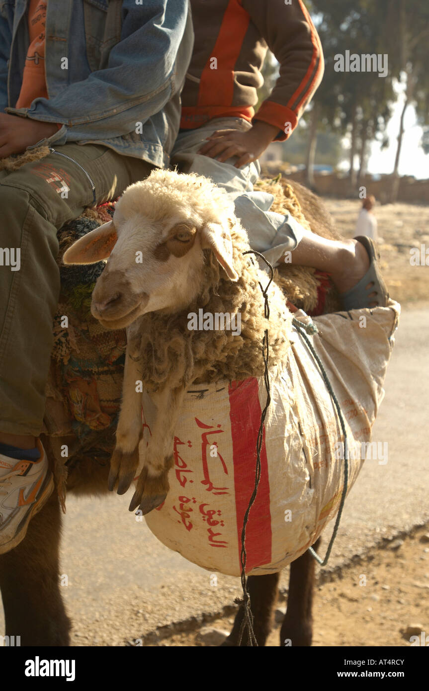 Donkey meat hi-res stock photography and images - Alamy