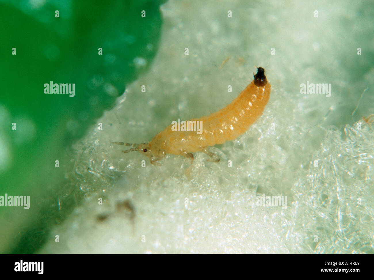 Pea thrips Kakothrips pisivorus nymph or larva on pea pod Stock Photo ...