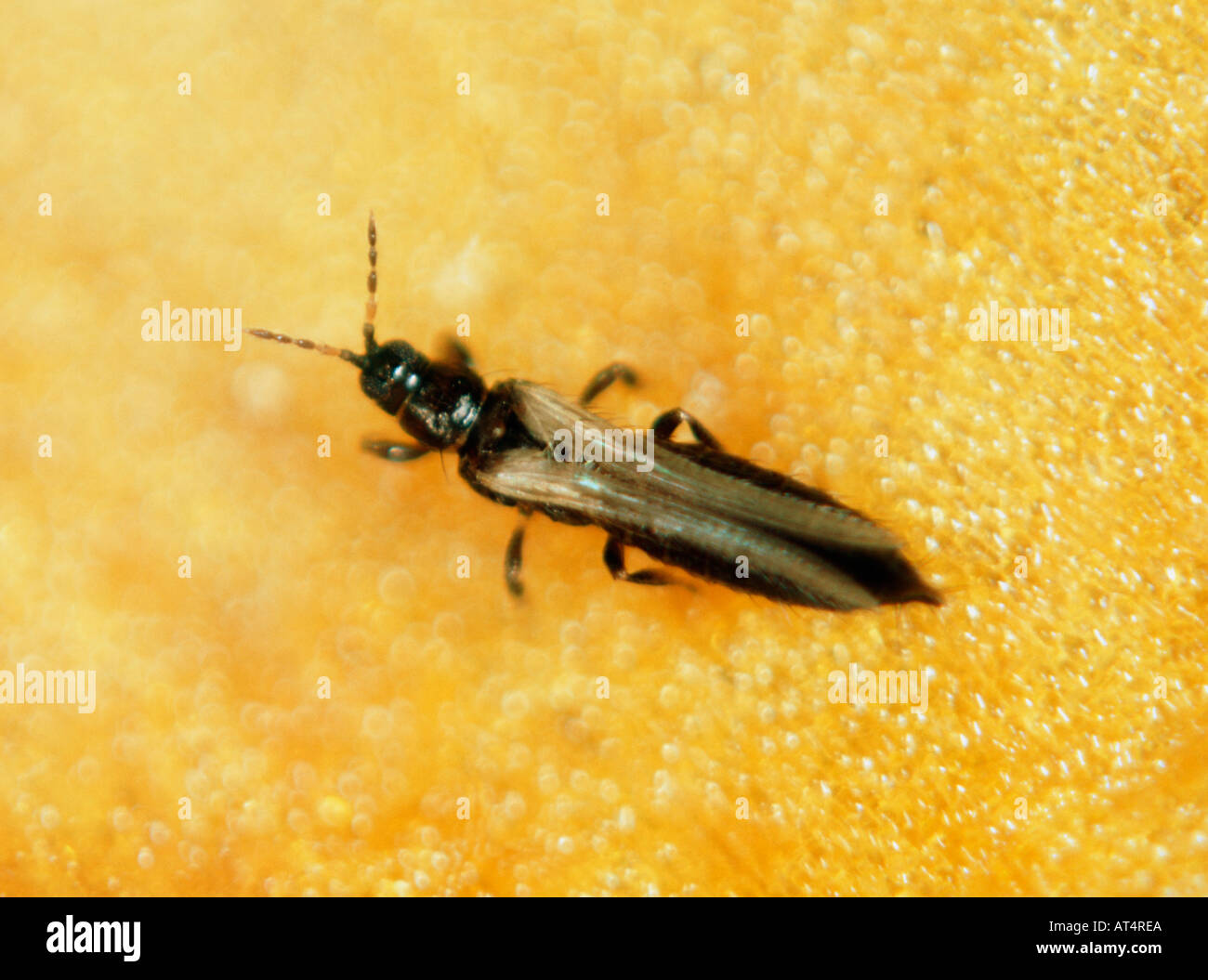 Thrips pea hi-res stock photography and images - Alamy