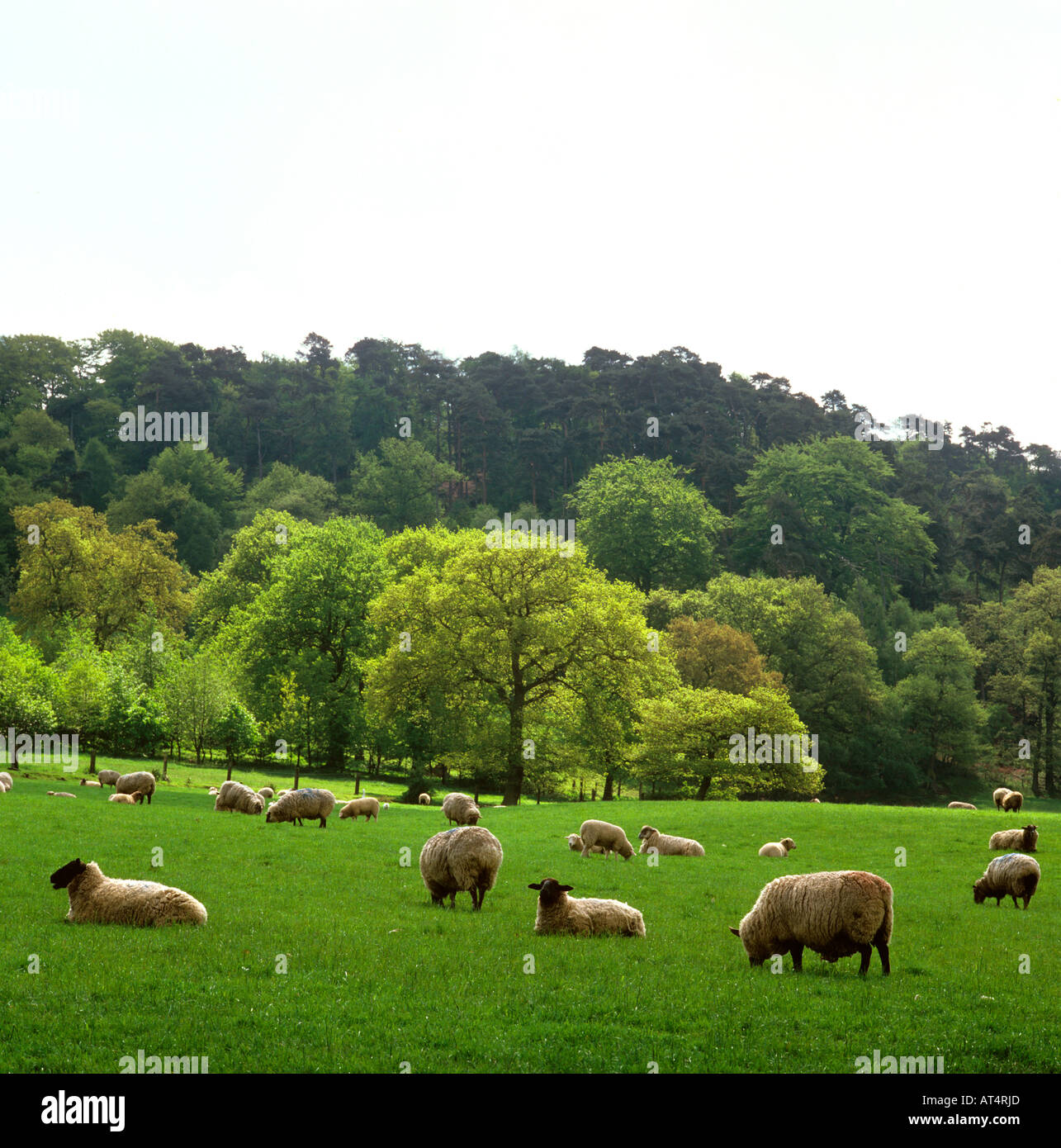 Edge sheep hi-res stock photography and images - Alamy