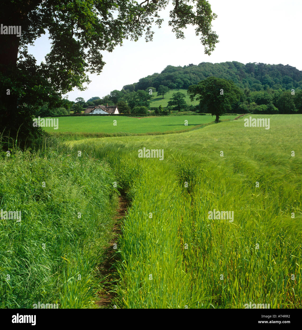 UK Cheshire Alderley Edge Path through Barley Field Stock Photo - Alamy
