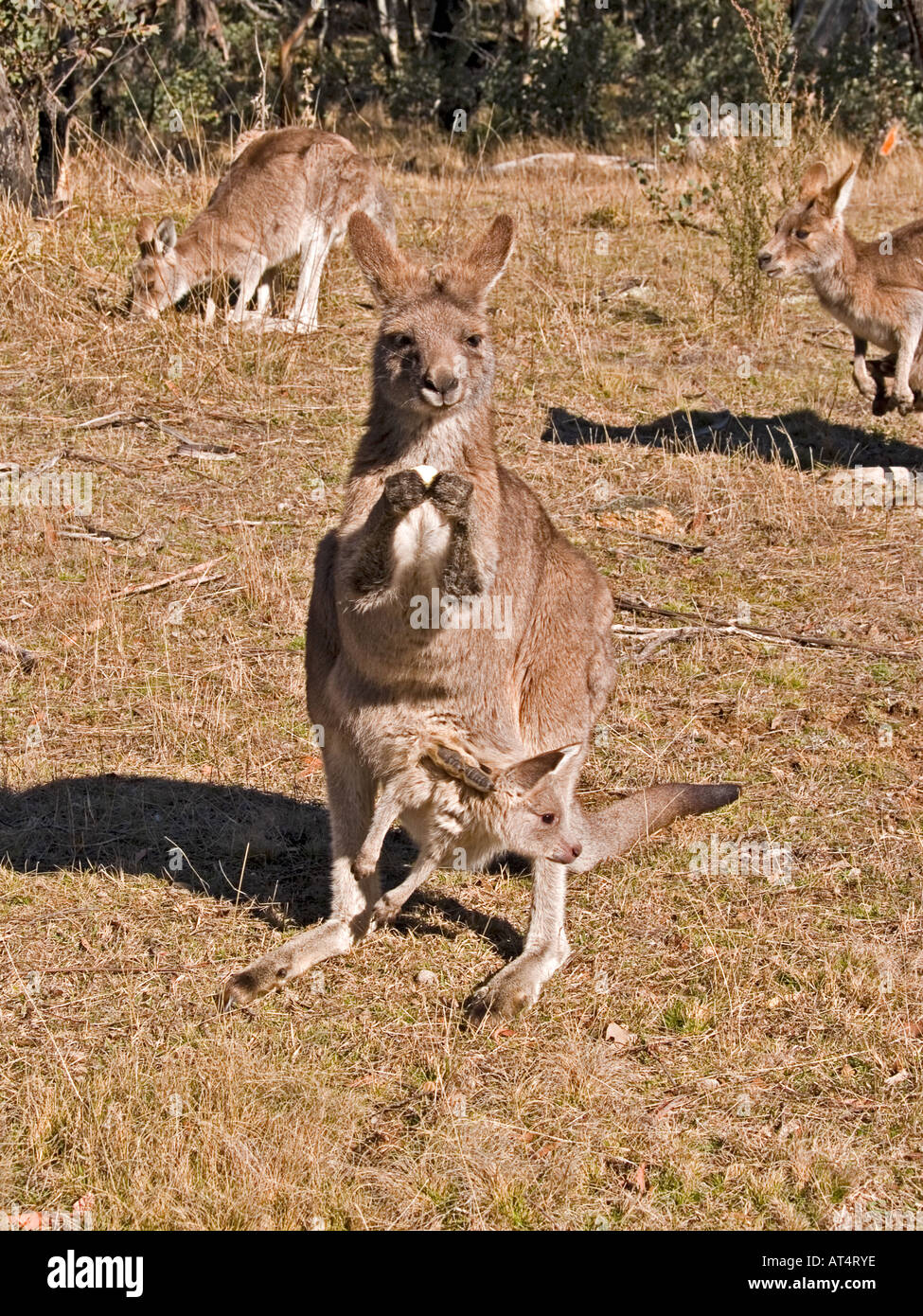 Female Eastern Grey Kangaroo (Macropus giganteus) with joey in pouch ...