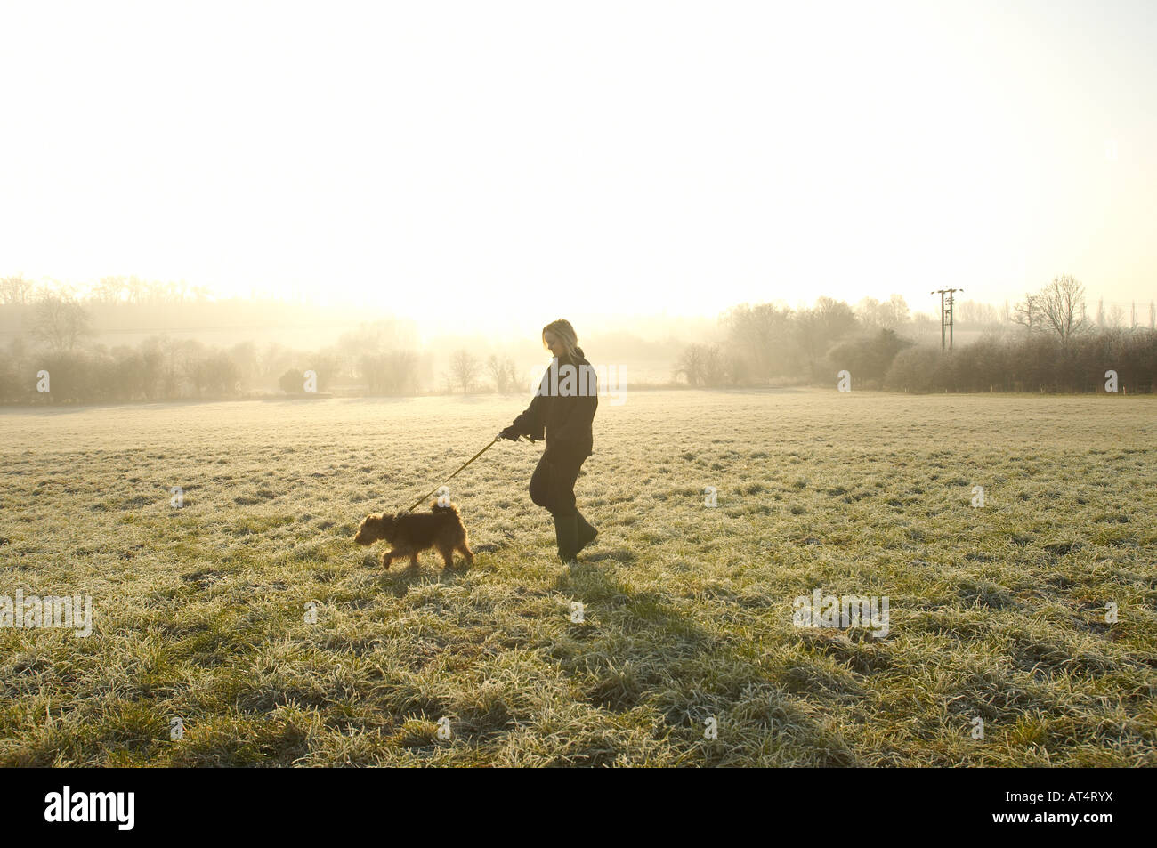 Dog walking hi-res stock photography and images - Alamy