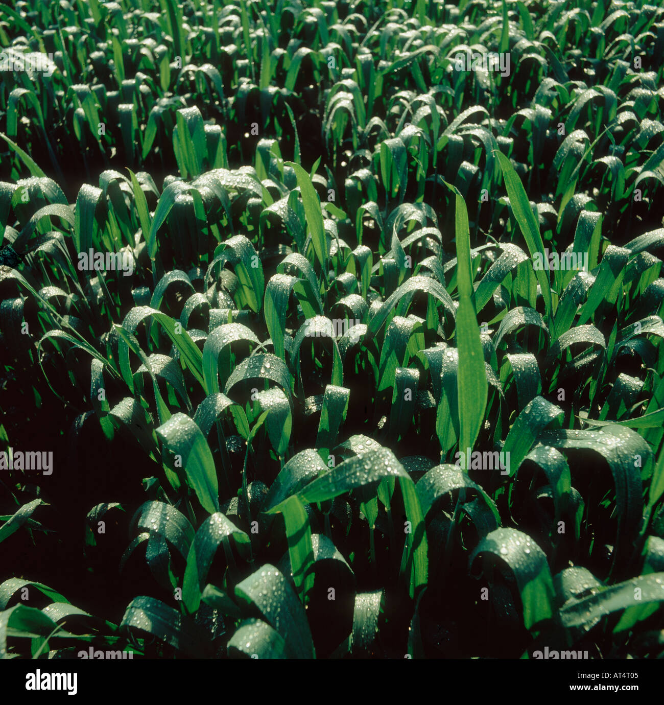 Wheat crop at flag leaf early in the morning with rain droplets France ...
