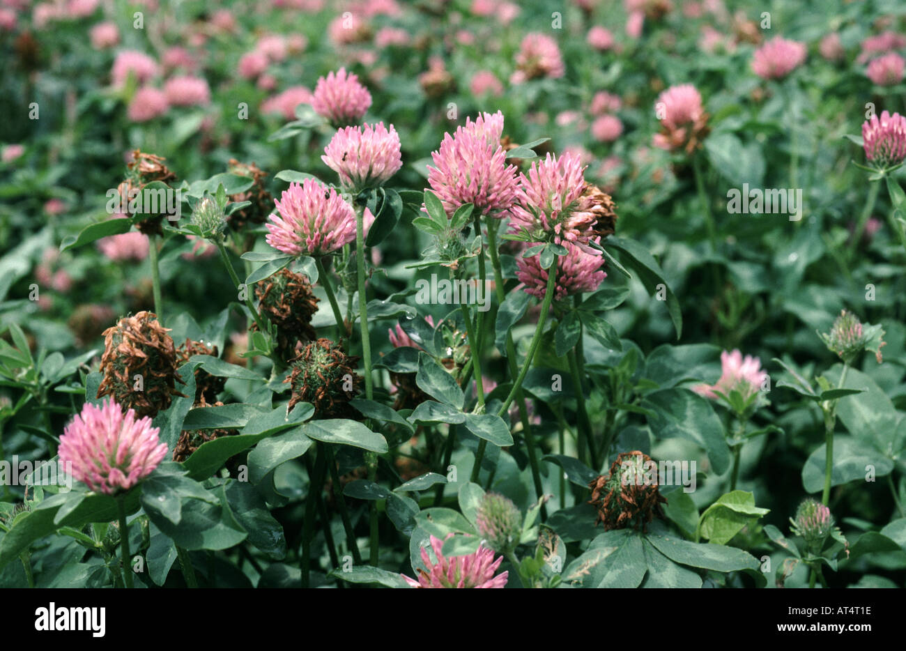 Red clover Trifolium pratense crop grown as a fodder crop for livestock ...