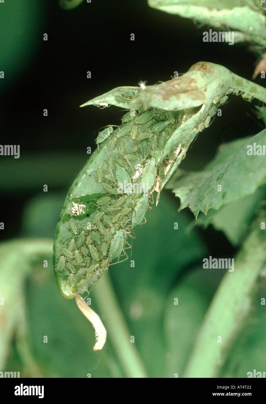 Pea aphid acyrthosiphon pisum hi-res stock photography and images - Alamy