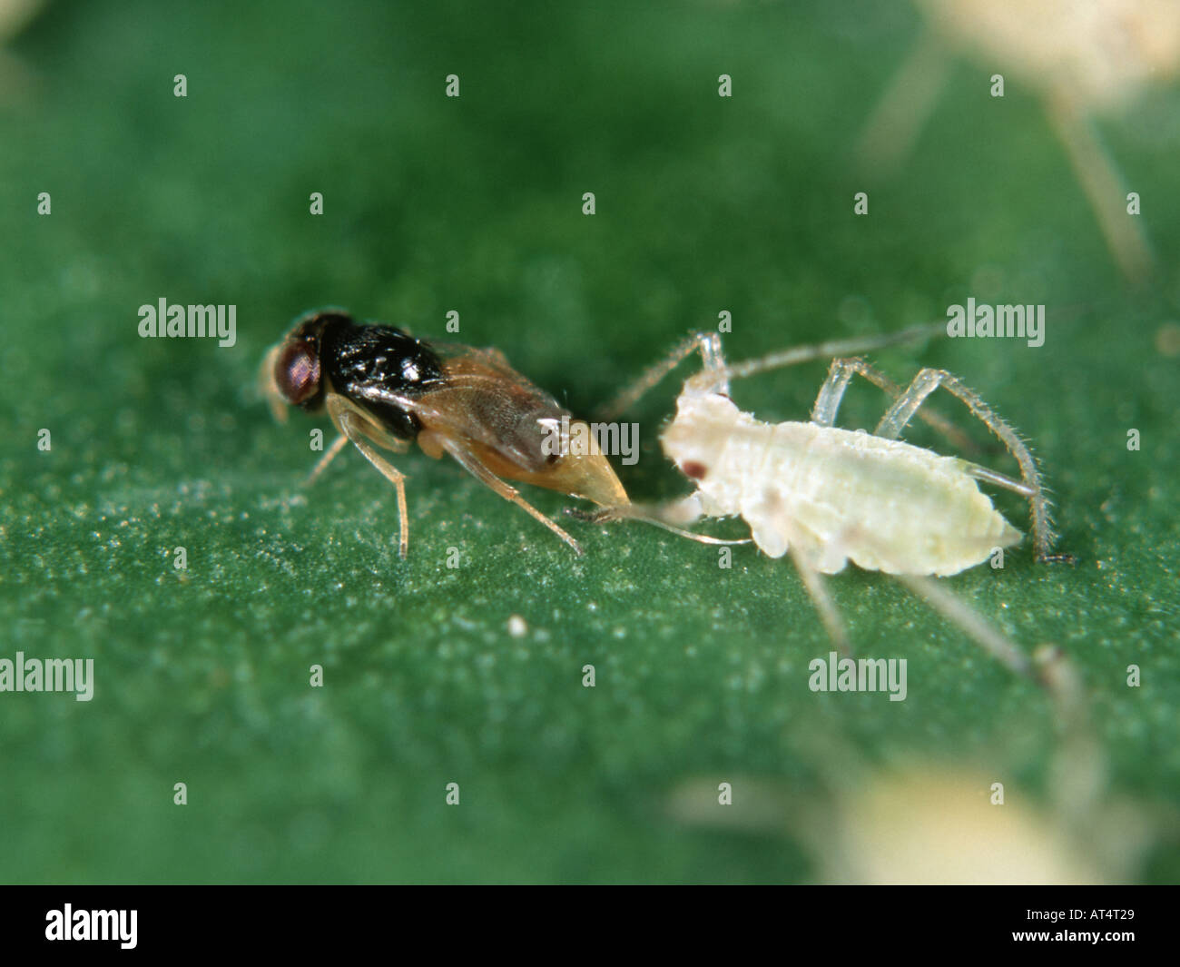 Parasitoid wasp aphid hi-res stock photography and images - Alamy