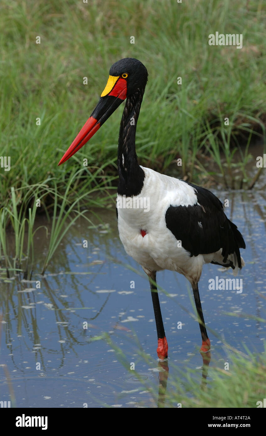 Saddle Billed Stork Female